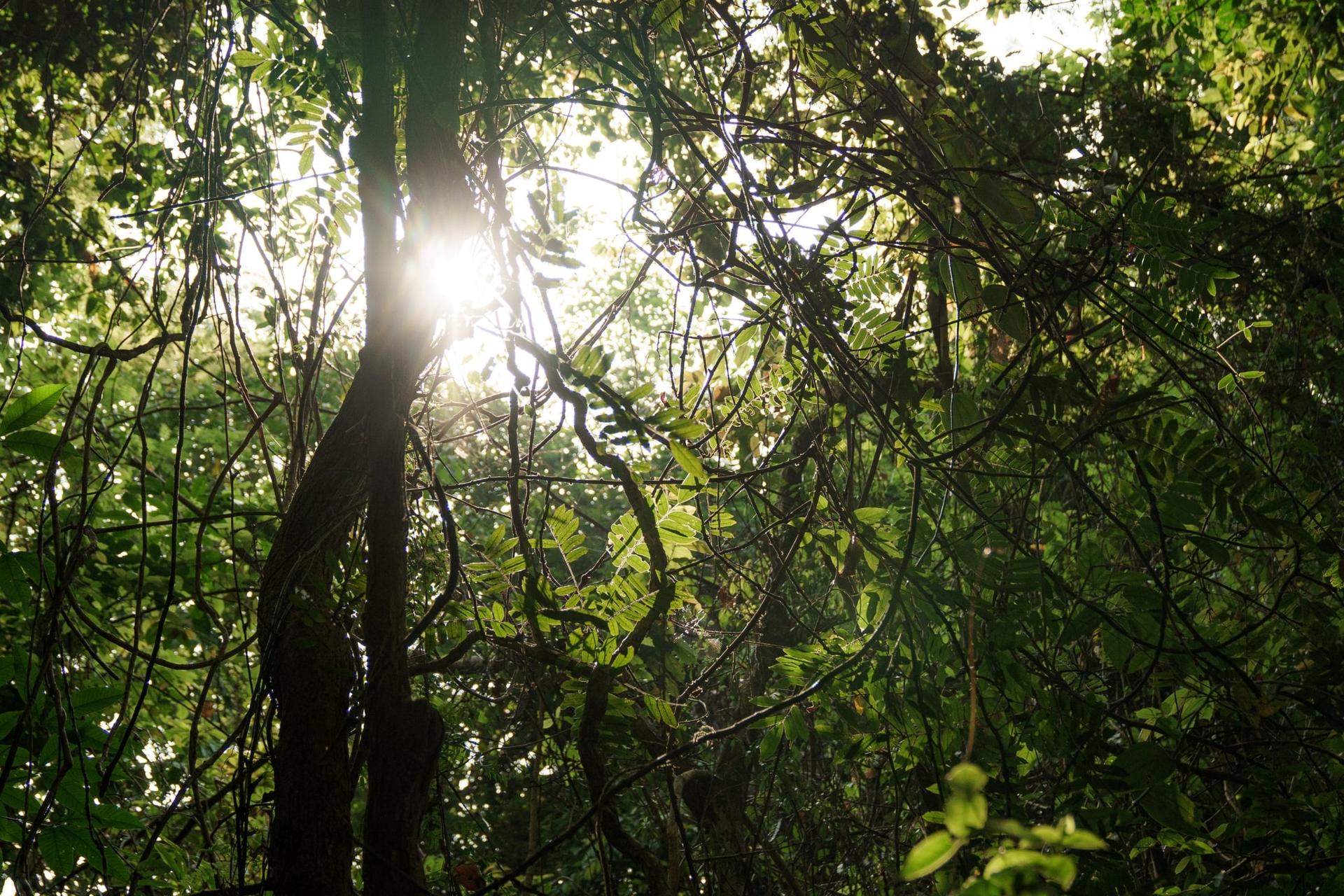 Rewilding Cities, One Pocket Forest at a Time | Banyan Tree