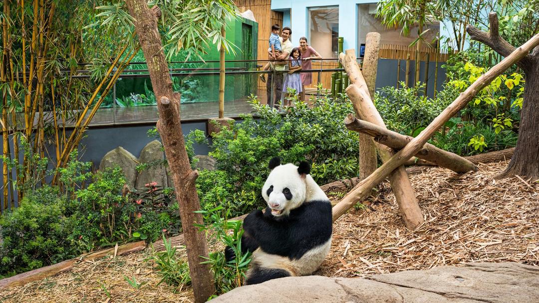 Wildlife Exploration | Mandai Rainforest Resort by Banyan Tree