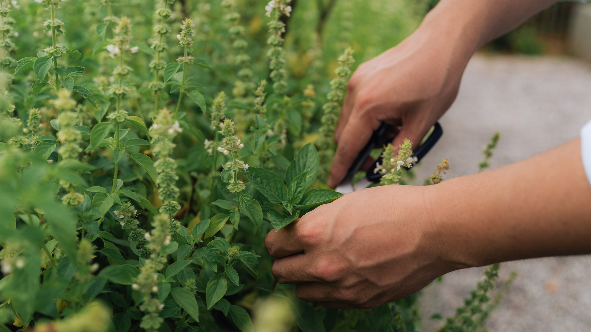 Forage: Be Guided by Nature with Chef Marcus Tan | Banyan Tree Hotels ...